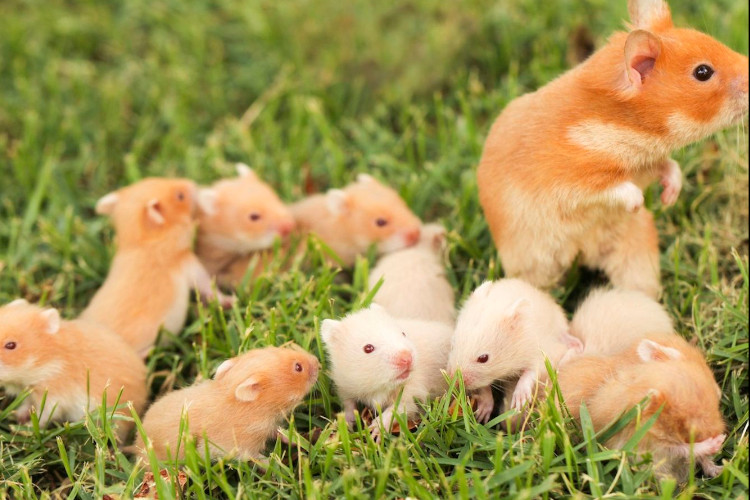 Hámsters | La Cobaya