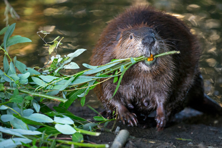 Agutí: Características, hábitat, alimentación y más