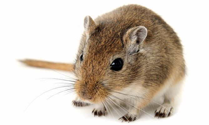 Jerbos: características, apariencia, hábitat y más