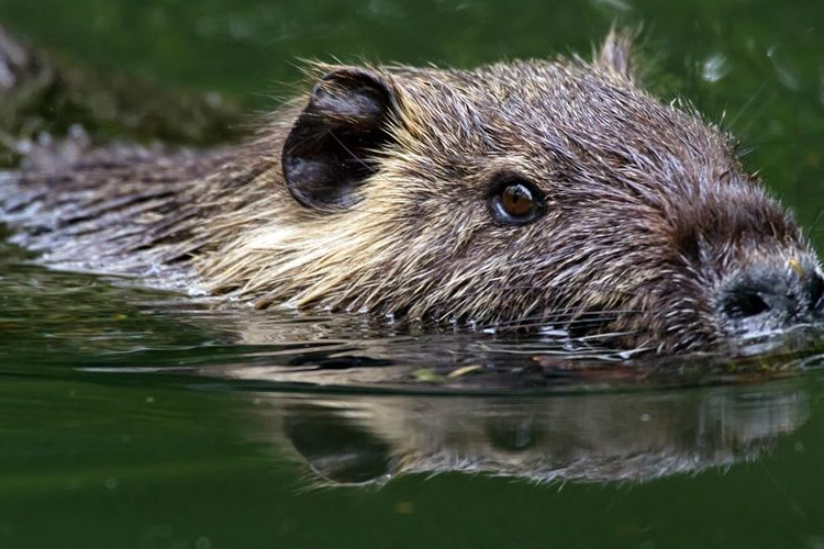 Nutria – La Cobaya