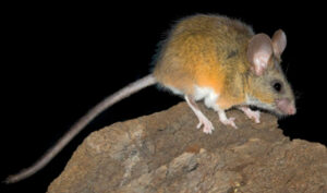 Ratón: hábitat, comportamiento, tipos de ratones y más