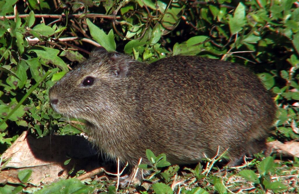 Cuy brasileño | Crianza, alimentación, razas y más...