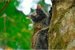 Anomalúridos: Características, hábitat, alimentación y más