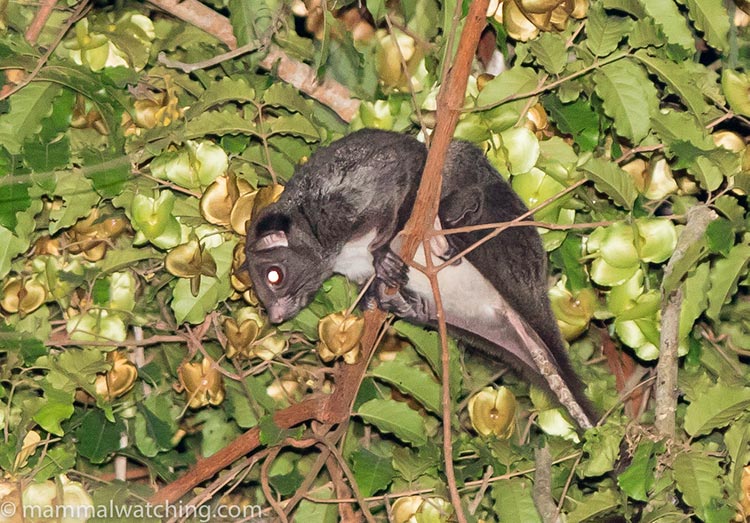 Anomalúridos: Características, hábitat, alimentación y más