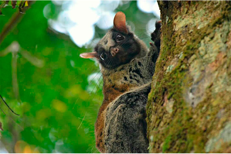 Anomalúridos: Características, hábitat, alimentación y más