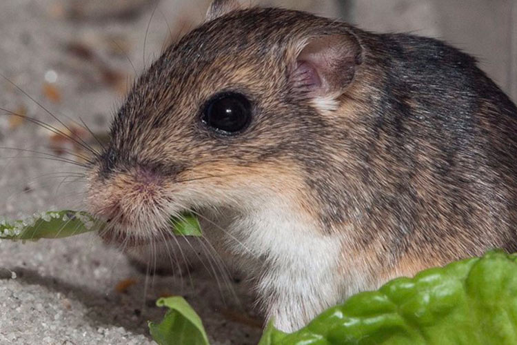 Mara: Características, hábitat, alimentación y más