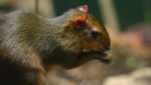 Acuchí – La Cobaya