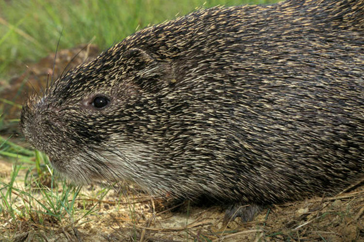 Tuzas: Características, tipos, hábitat y más