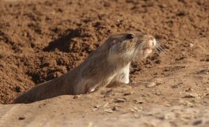 Tuco tuco – La Cobaya