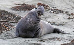 Los 13 animales más ruidosos del planeta | La Cobaya